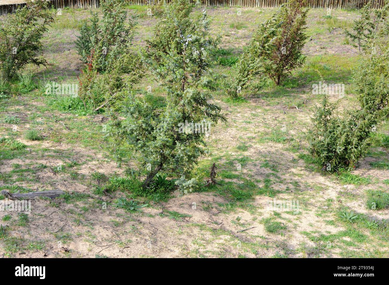 Large-fruited juniper (Juniperus macrocarpa or Juniperus oxycedrus ...