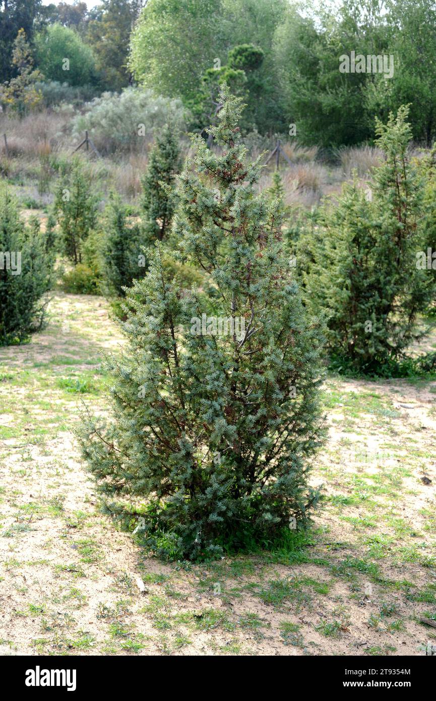 Large-fruited juniper (Juniperus macrocarpa or Juniperus oxycedrus ...
