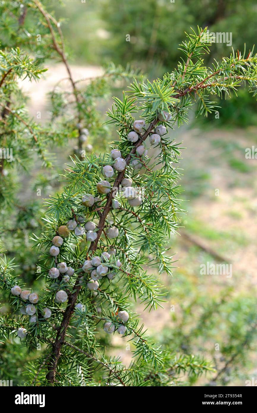 Large-fruited juniper (Juniperus macrocarpa or Juniperus oxycedrus ...