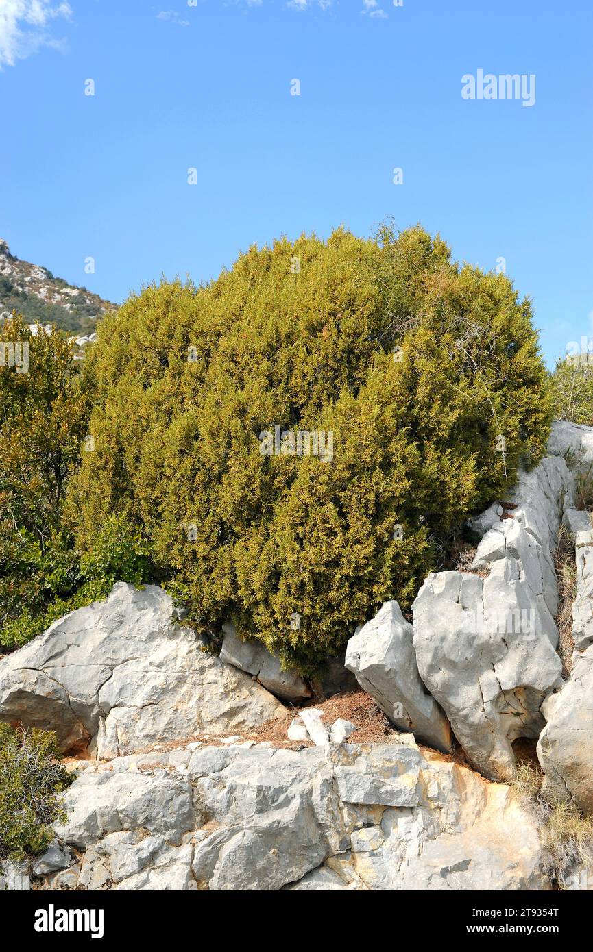 Juniperus poenicea hi-res stock photography and images - Alamy
