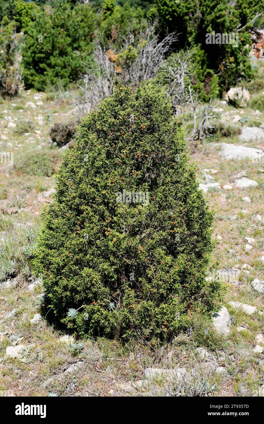 Phoenicean juniper or arar (Juniperus phoenicea) is a shrub native to ...