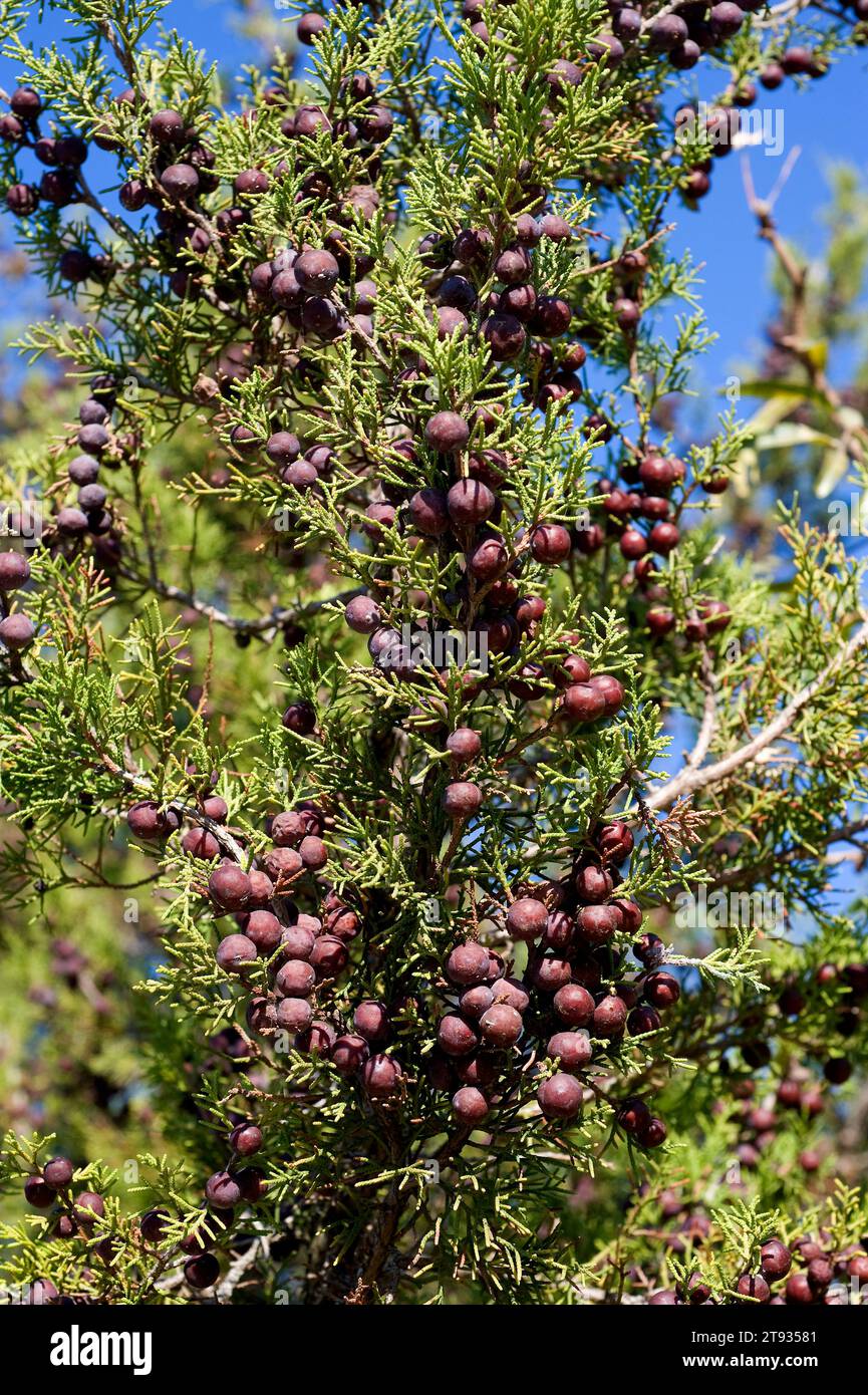 Phoenicean juniper or arar (Juniperus phoenicea) is a shrub native to ...