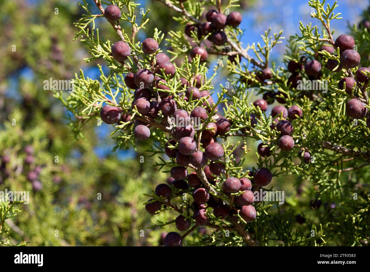 Phoenicean juniper or arar (Juniperus phoenicea) is a shrub native to ...