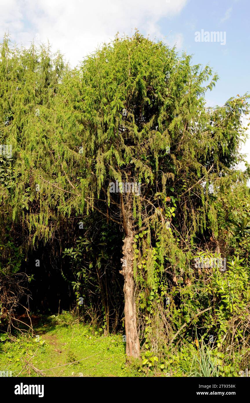 African juniper or african pencil cedar (Juniperus procera) is a ...