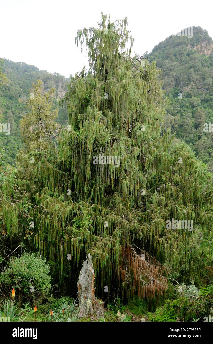 African juniper or african pencil cedar (Juniperus procera) is a ...