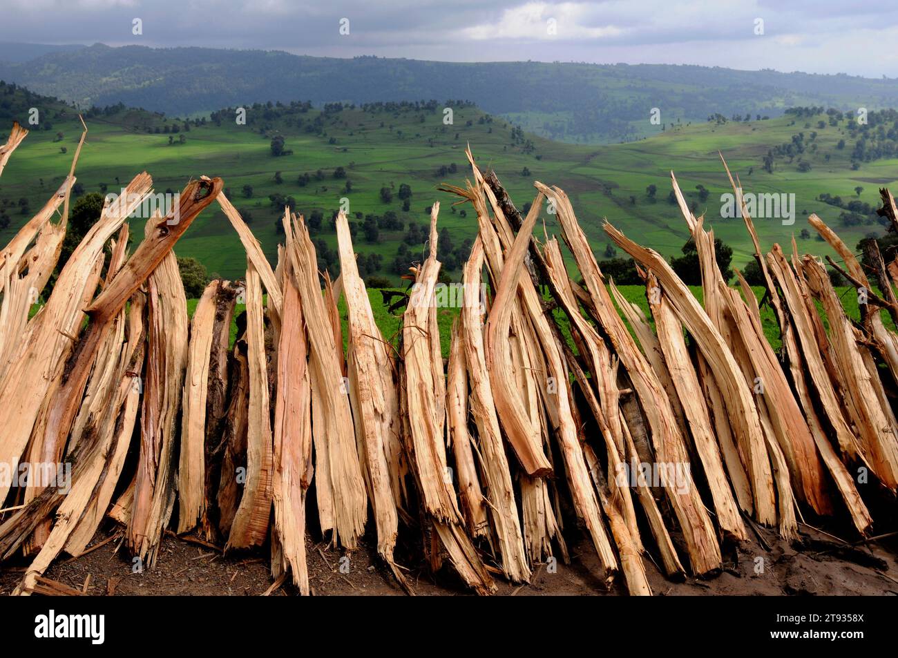 African juniper or african pencil cedar wood (Juniperus procera). Wood ...