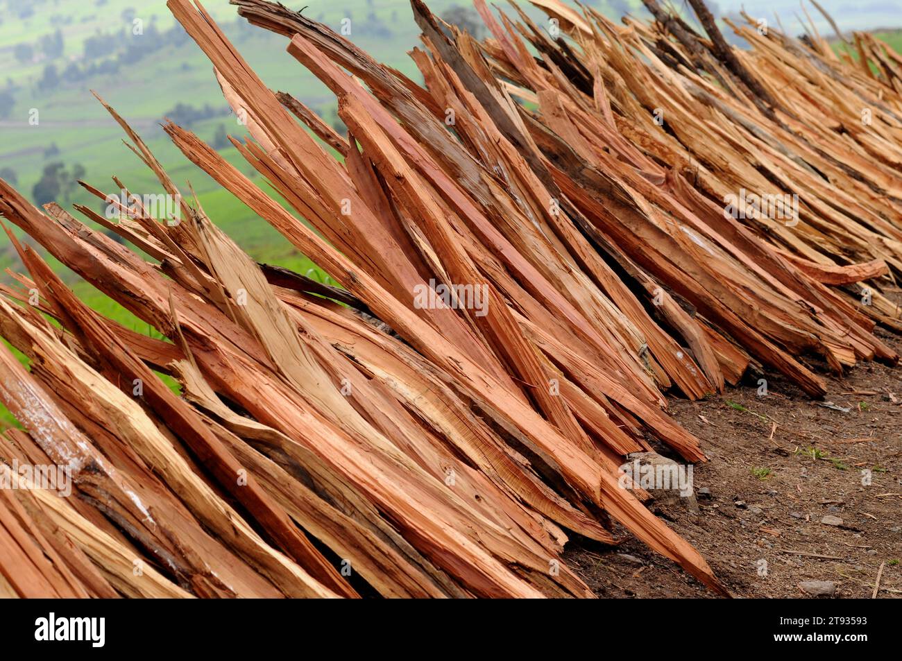 African juniper or african pencil cedar wood (Juniperus procera). Wood ...