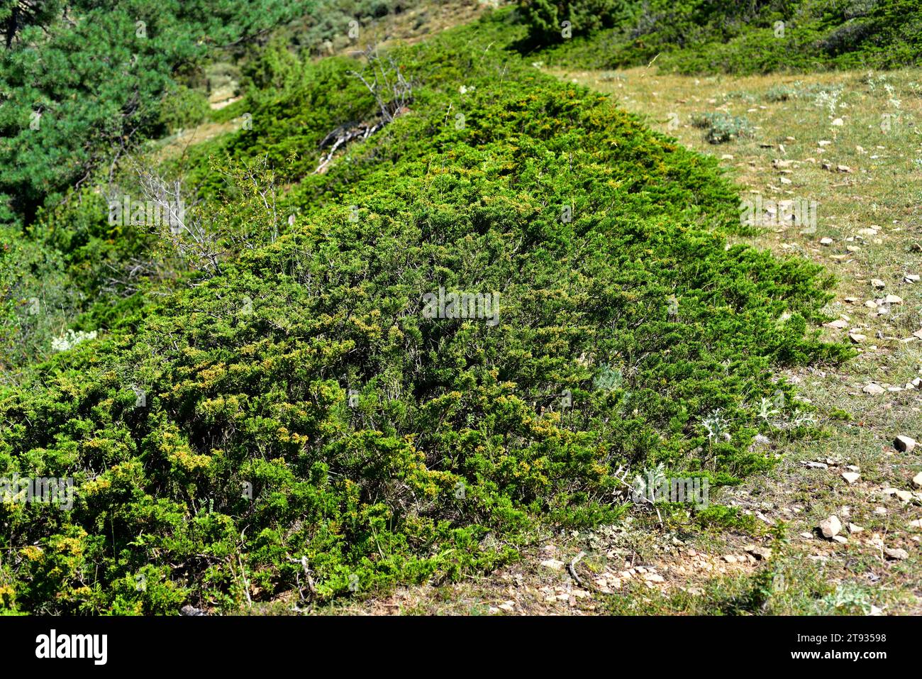 Savin juniper (Juniperus sabina) is a poisonous prostrate shrub native ...