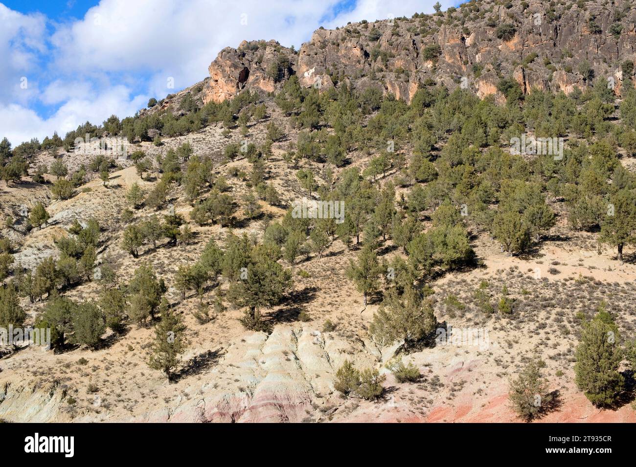 Spanish juniper (Juniperus thurifera) is a small tree native to western ...