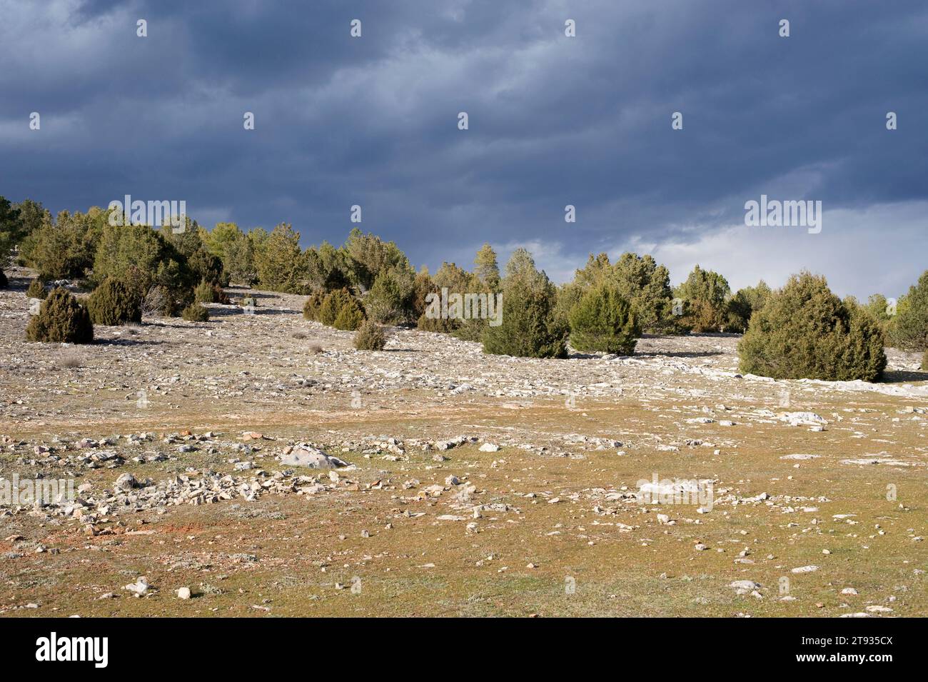 Spanish juniper (Juniperus thurifera) is a small tree native to western ...