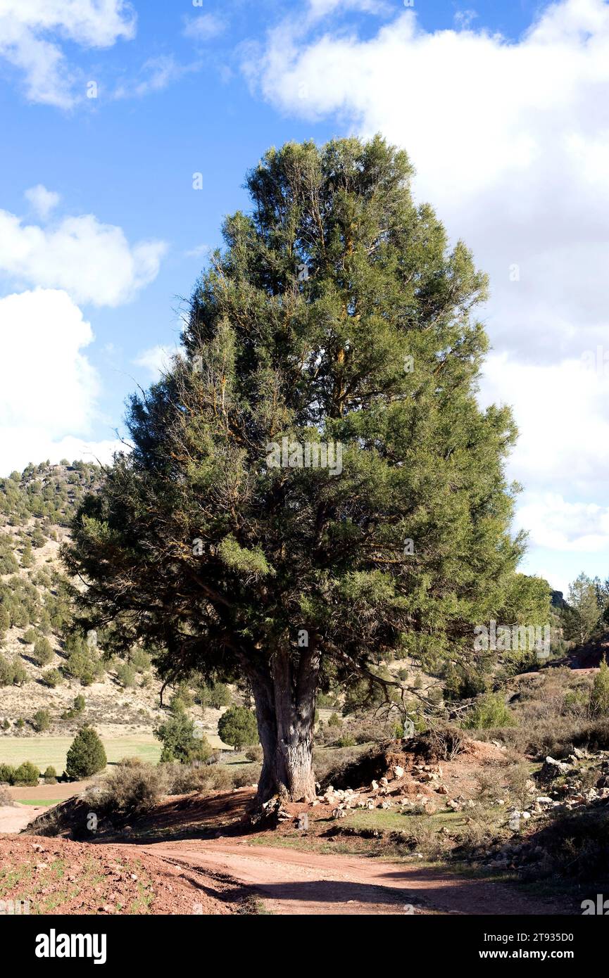 Spanish juniper (Juniperus thurifera) is a small tree native to western ...
