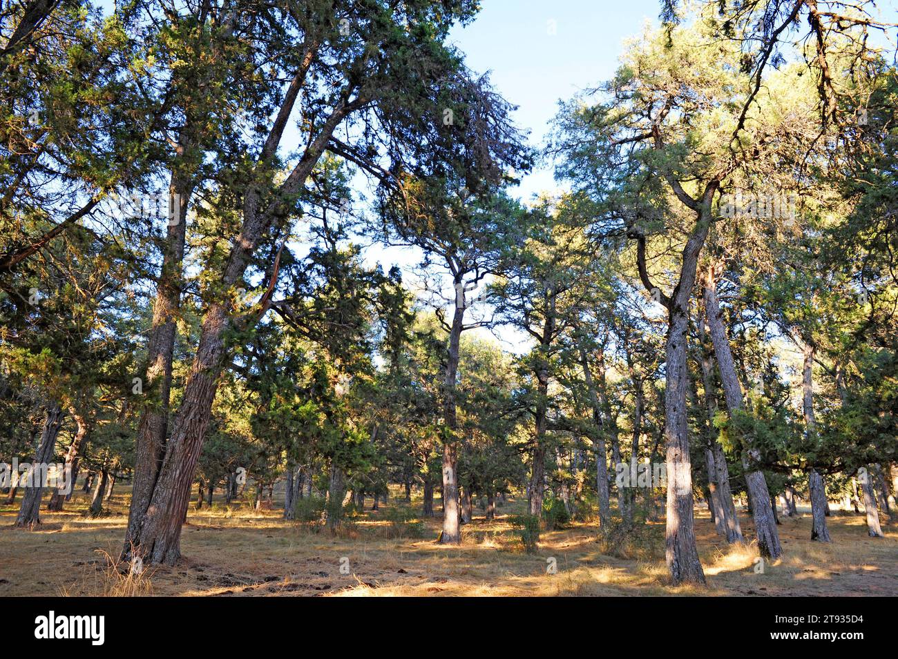Spanish juniper (Juniperus thurifera) is a small tree native to western ...