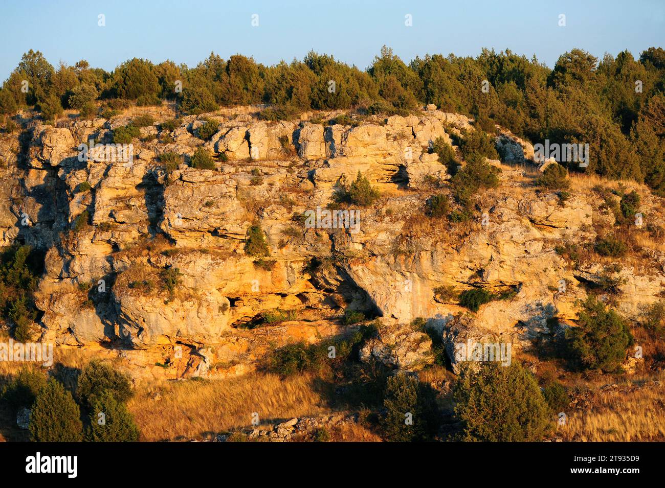 Spanish juniper (Juniperus thurifera) is a small tree native to western ...