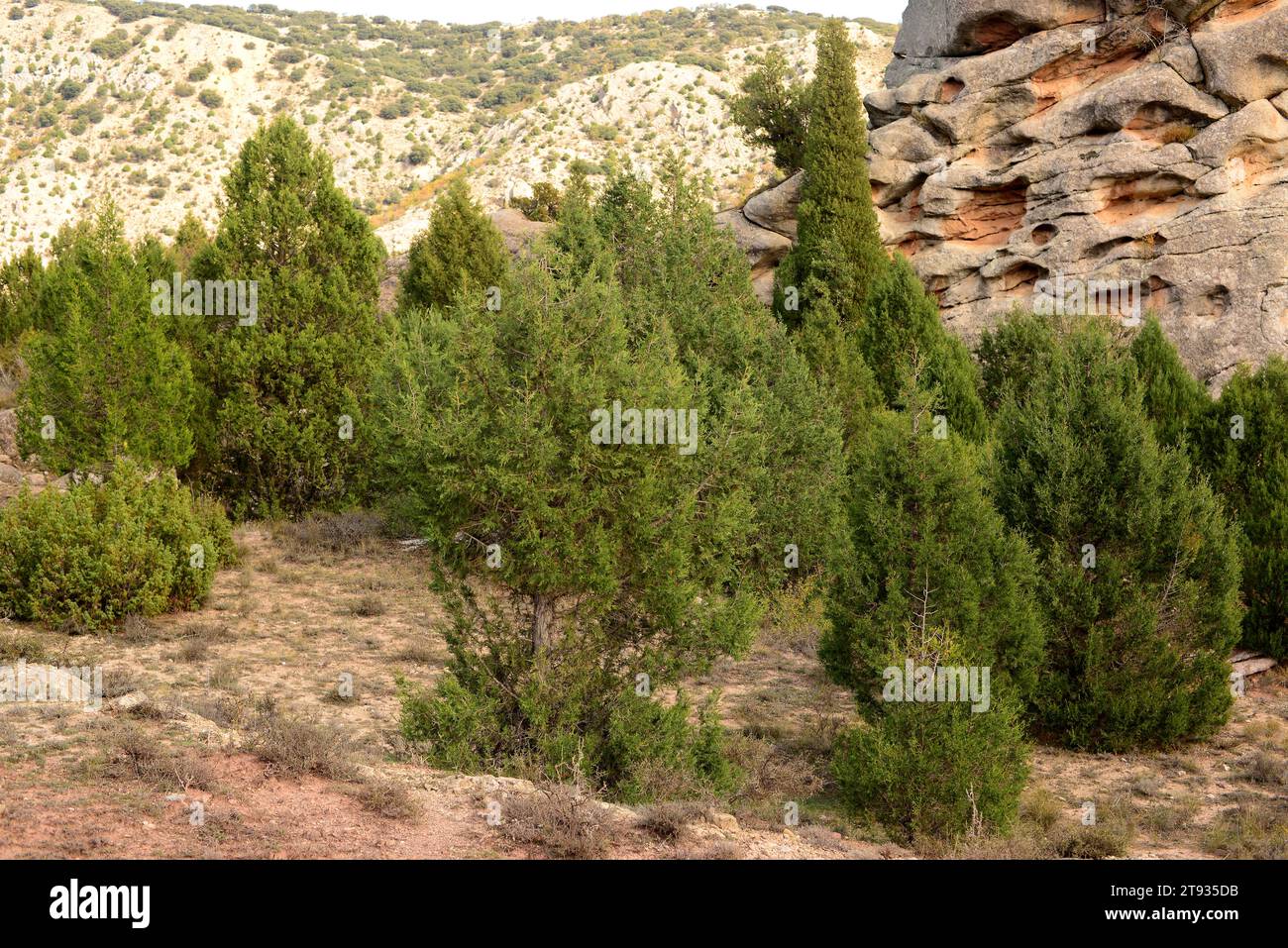 Spanish juniper (Juniperus thurifera) is a small tree native to western ...
