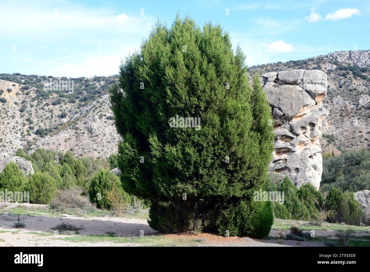 Spanish juniper (Juniperus thurifera) is a small tree native to western ...