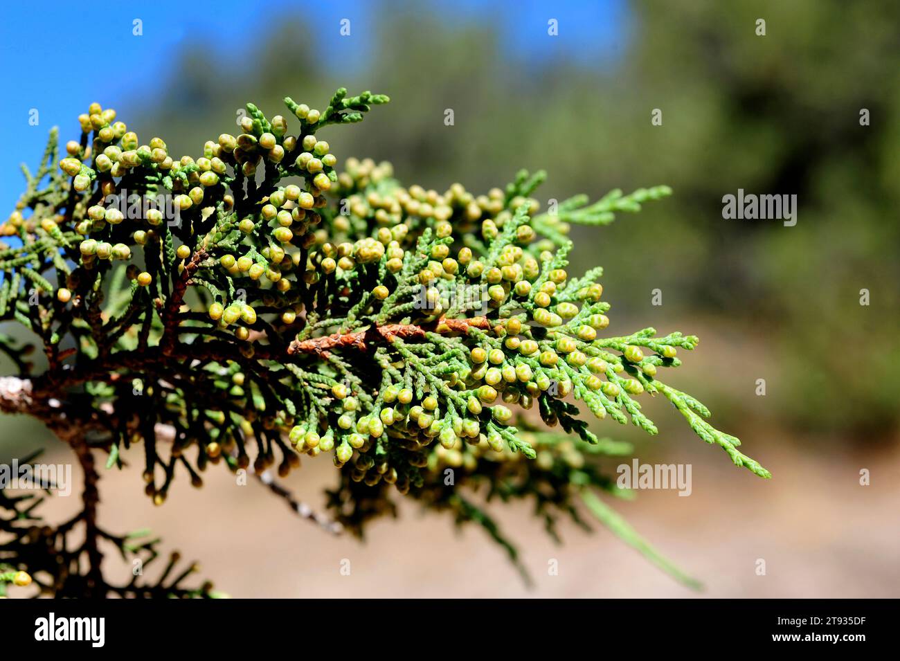 Spanish juniper (Juniperus thurifera) is a small tree native to western ...
