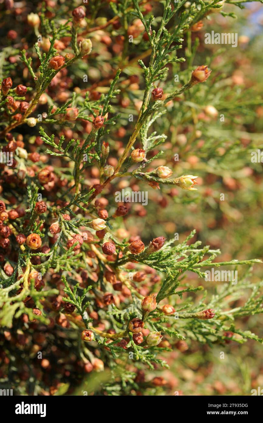 Spanish juniper (Juniperus thurifera) is a small tree native to western ...