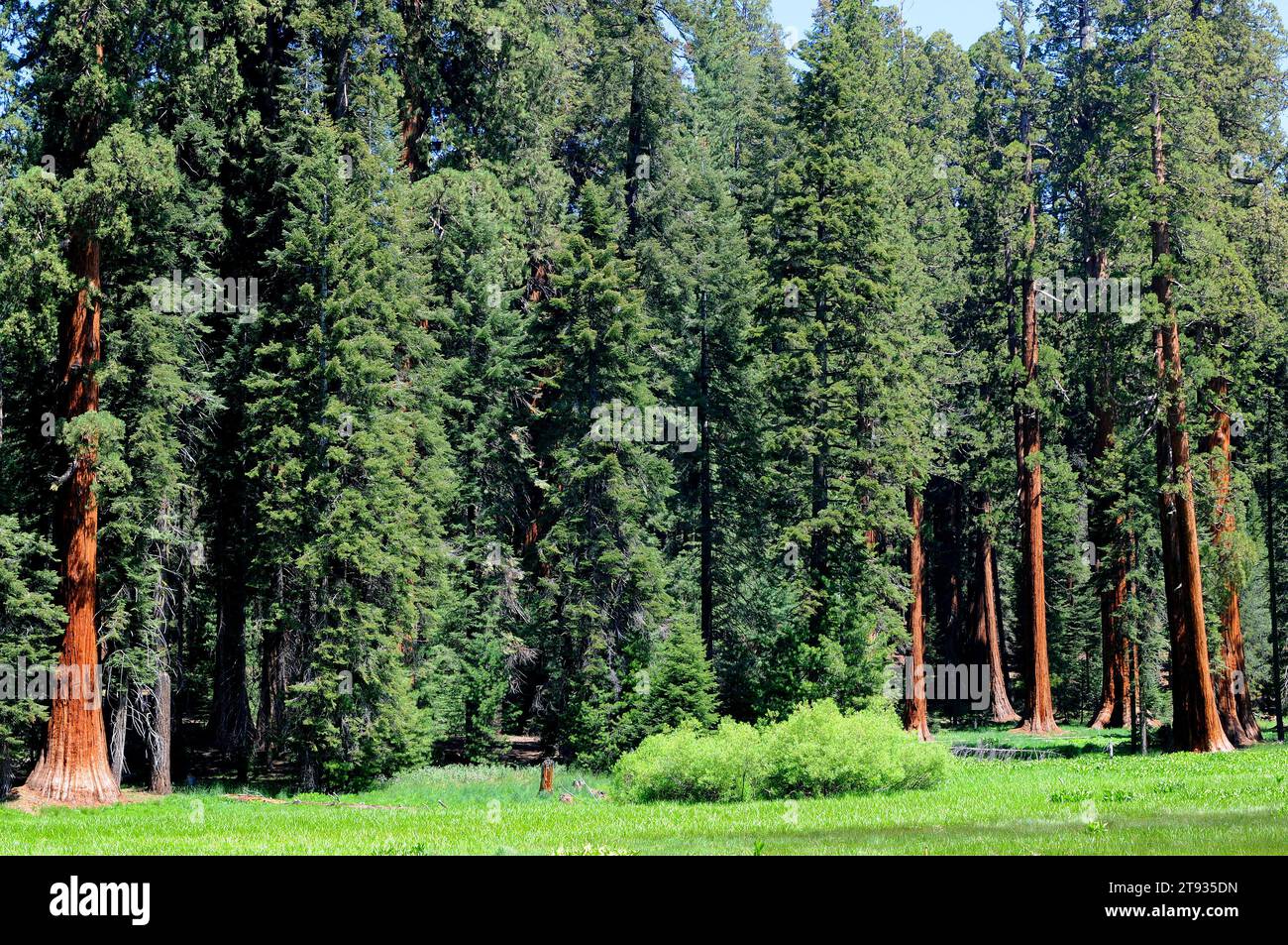 Giant sequoia or giant redwood (Sequoiadendron giganteum) is a big tree ...