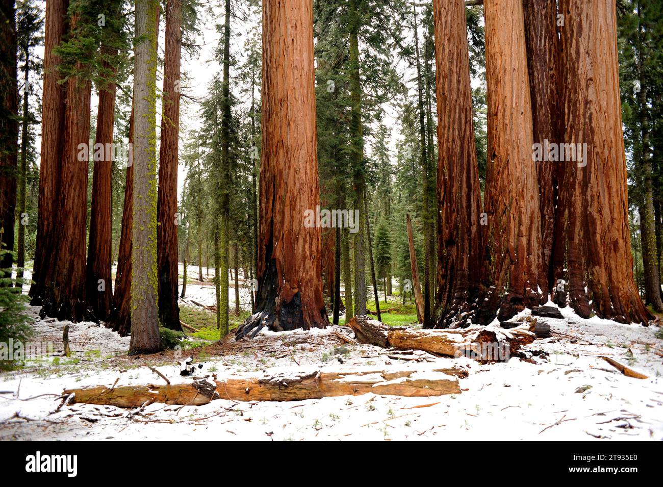 Giant sequoia or giant redwood (Sequoiadendron giganteum) is a big tree native to Sierra Nevada ...