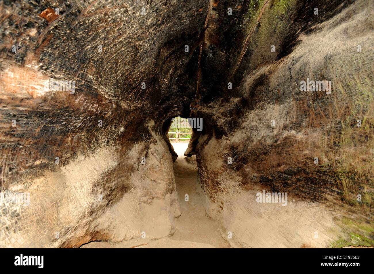 Giant sequoia or giant redwood (Sequoiadendron giganteum) is a big tree ...