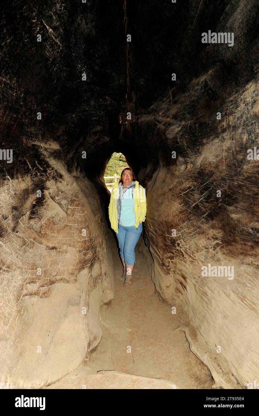 Giant sequoia or giant redwood (Sequoiadendron giganteum) is a big tree ...