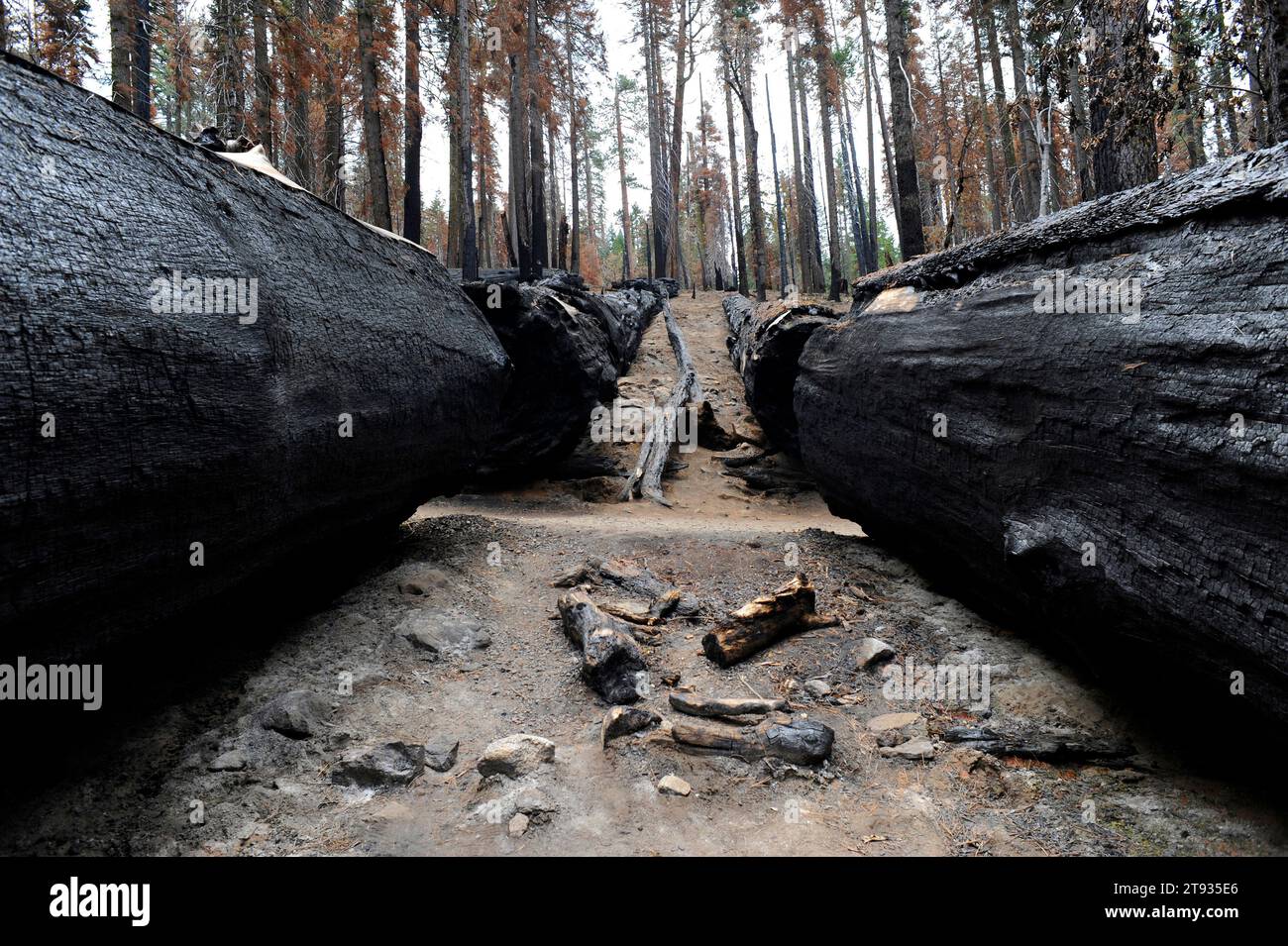 Giant sequoia or giant redwood (Sequoiadendron giganteum) is a big tree ...