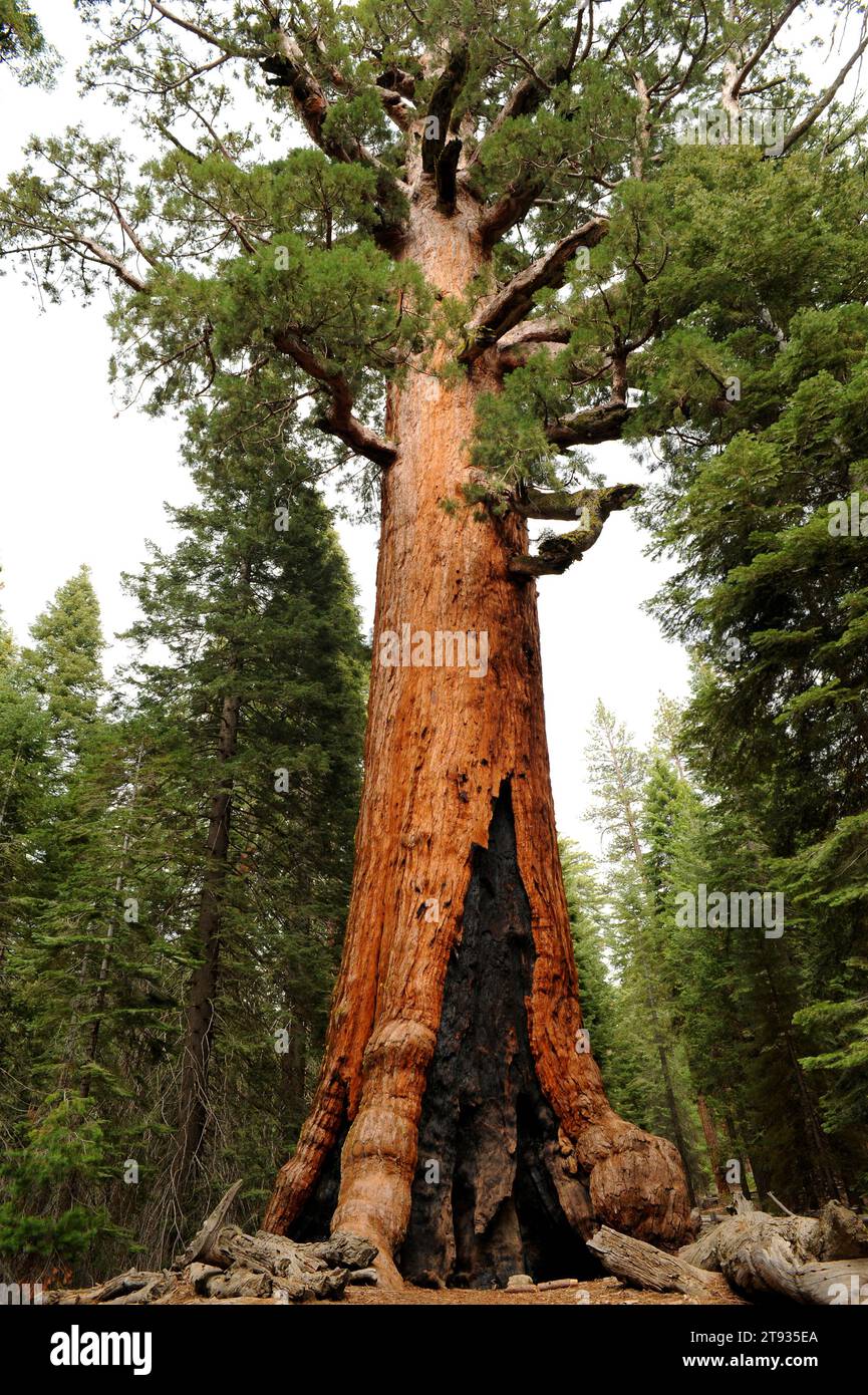 Giant sequoia or giant redwood (Sequoiadendron giganteum) is a big tree ...