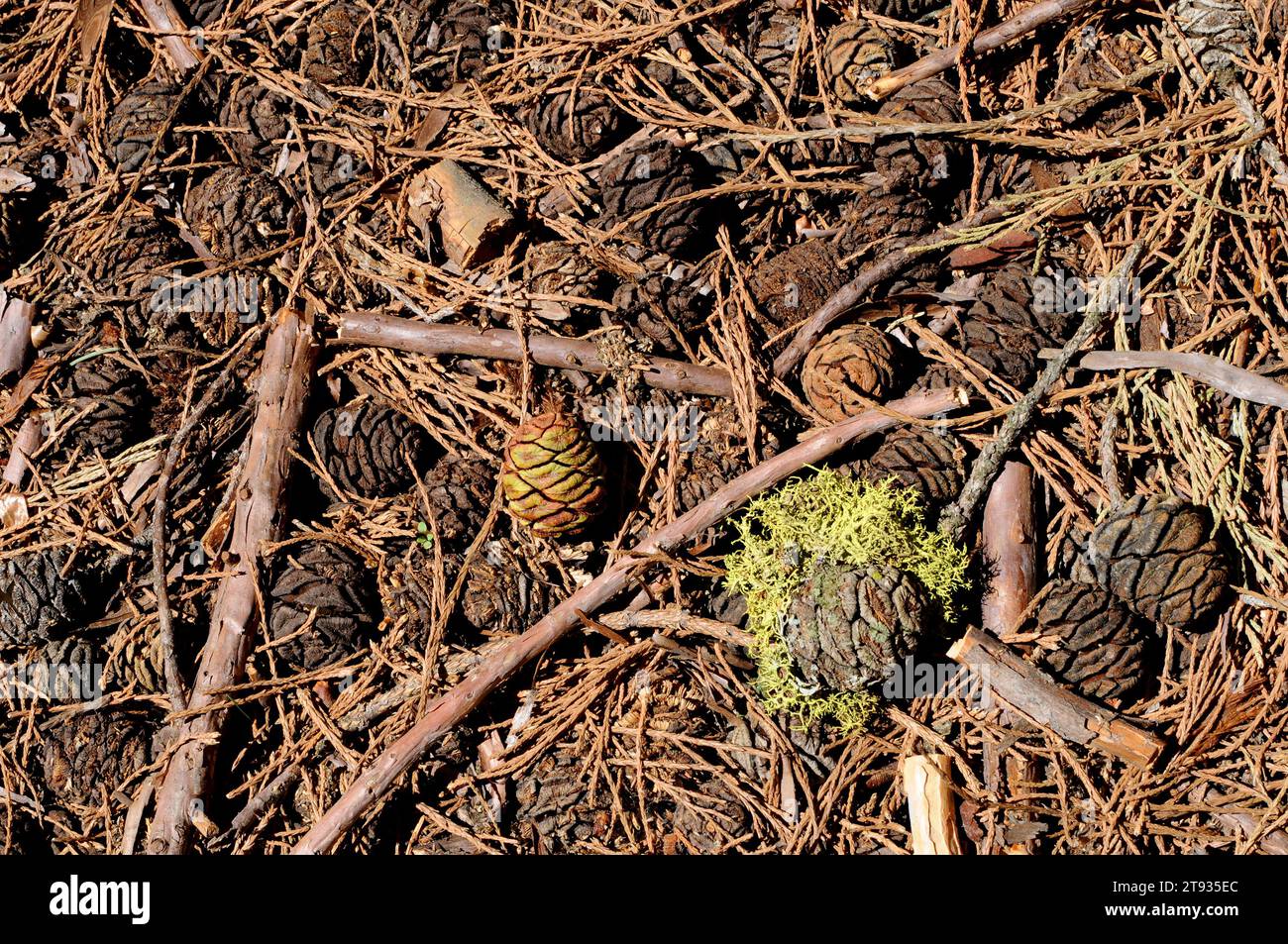 Giant sequoia or giant redwood (Sequoiadendron giganteum) is a big tree ...