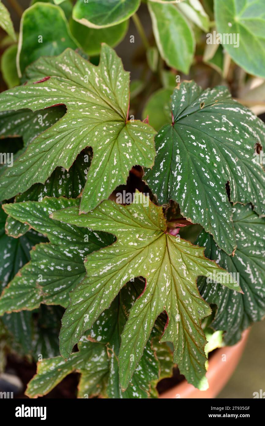 begonia aconitifolia,leaves, foliage, begonias, woody, fibrous-rooted ...
