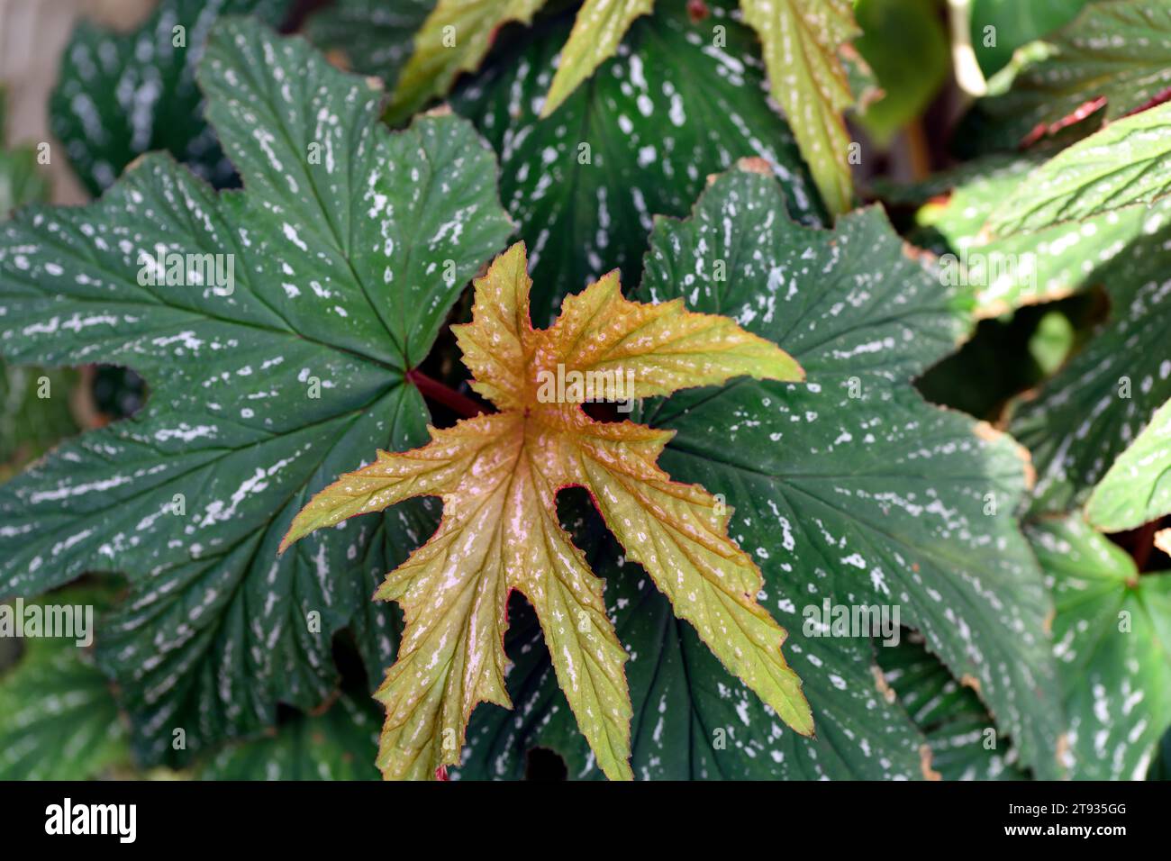 begonia aconitifolia,leaves, foliage, begonias, woody, fibrous-rooted ...