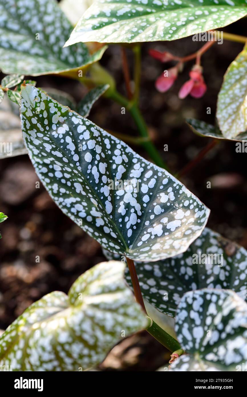 Begonia snowcap hi-res stock photography and images - Alamy