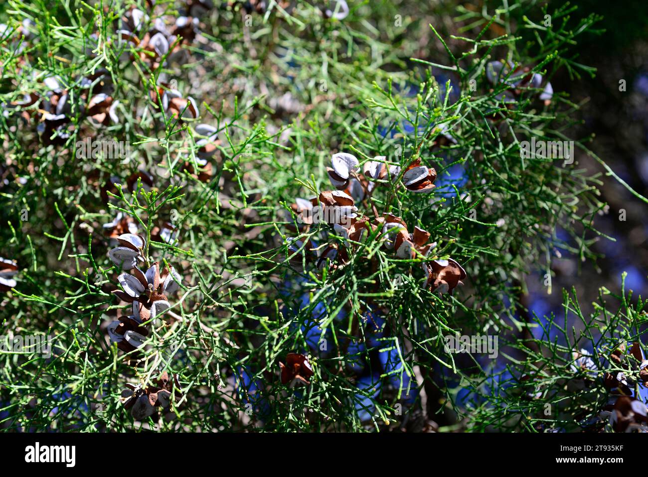 Tetraclinis articulata hi-res stock photography and images - Alamy