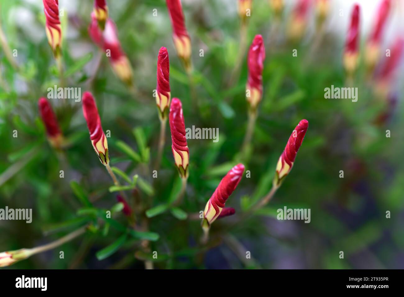 Oxalis versicolor,Candy cane sorrel,leaves unfurling,leaves unfolding ...