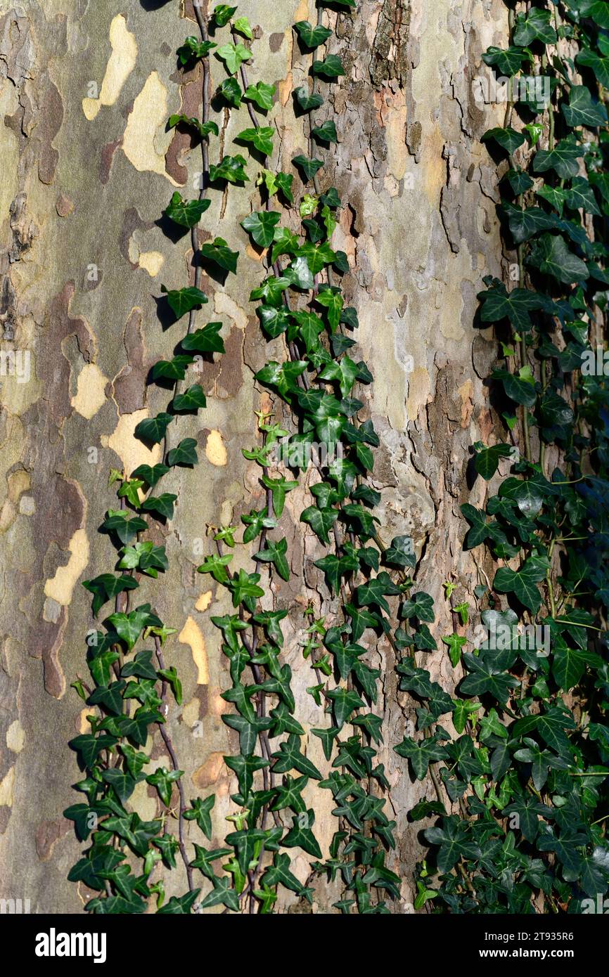 Ivy on the trunk hi-res stock photography and images - Alamy