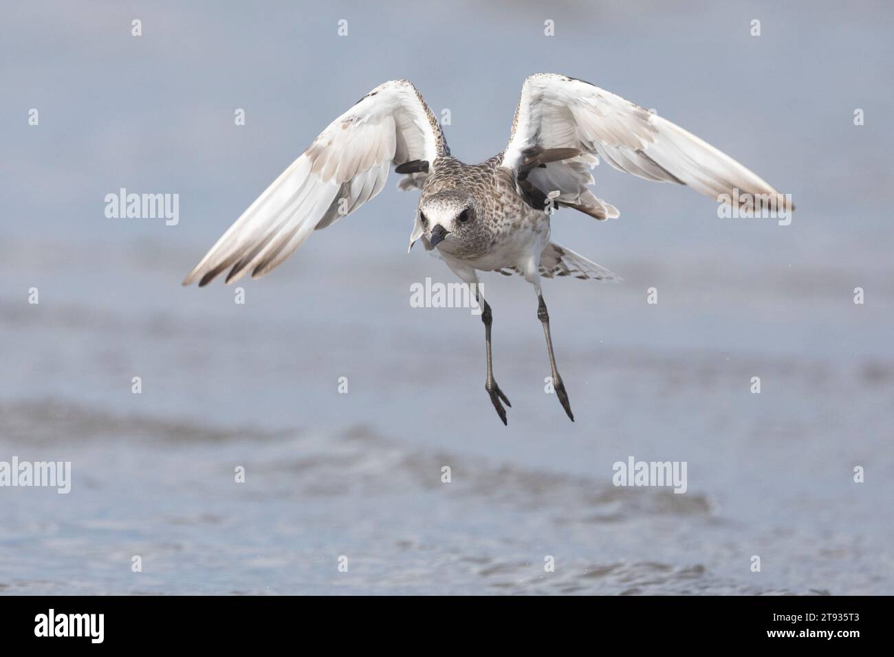 Grey Plover (Pluvialis squatarola), front view of an adult in flight ...