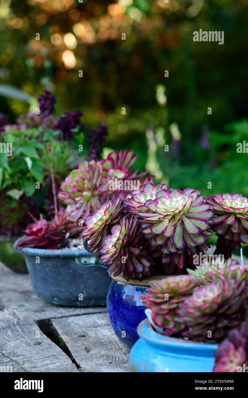 Medusa aeonium hi-res stock photography and images - Alamy