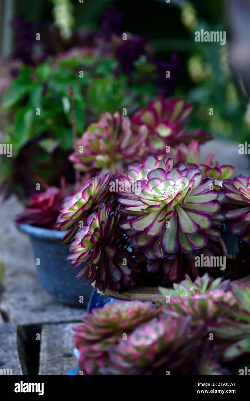 Aeoniums succulents in pot hi-res stock photography and images - Alamy