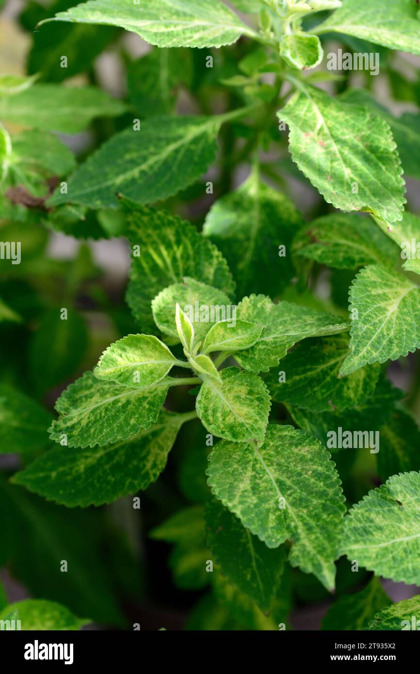 solenostemon dairy maid,coleus dairy maid, Coleus scutellarioides dairy ...