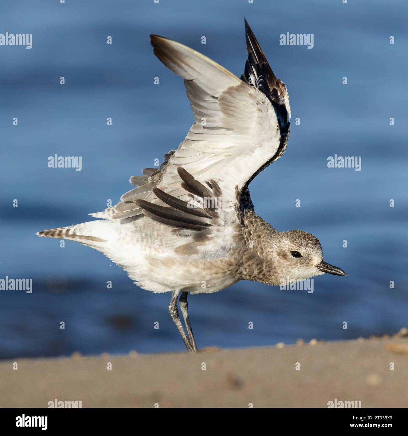 Grey Plover (Pluvialis squatarola), side view of an adult stretching ...