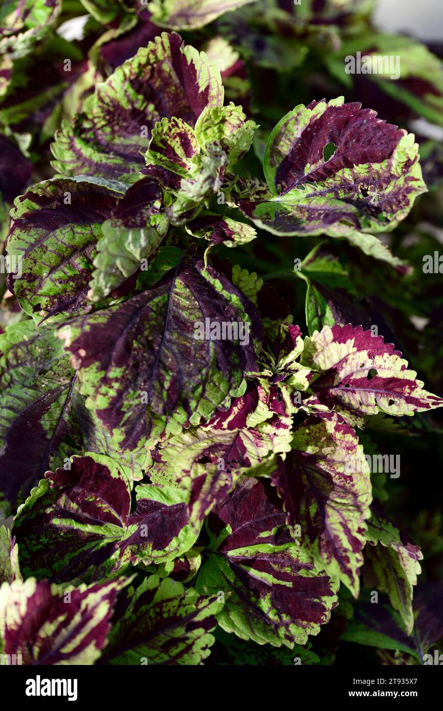 Coleus josephs coat hi-res stock photography and images - Alamy