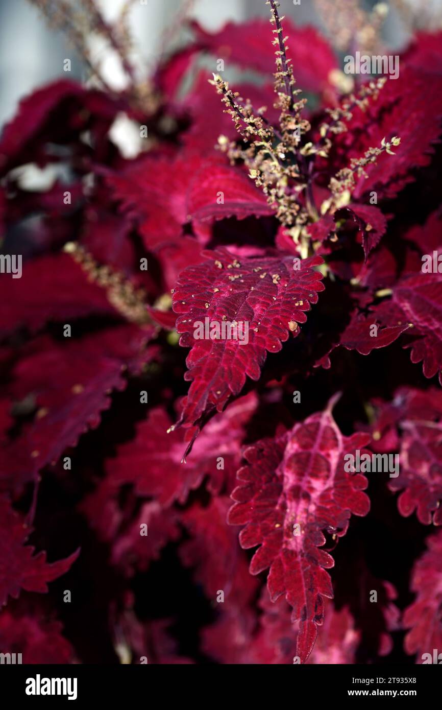 Solenostemon percy robb hi-res stock photography and images - Alamy