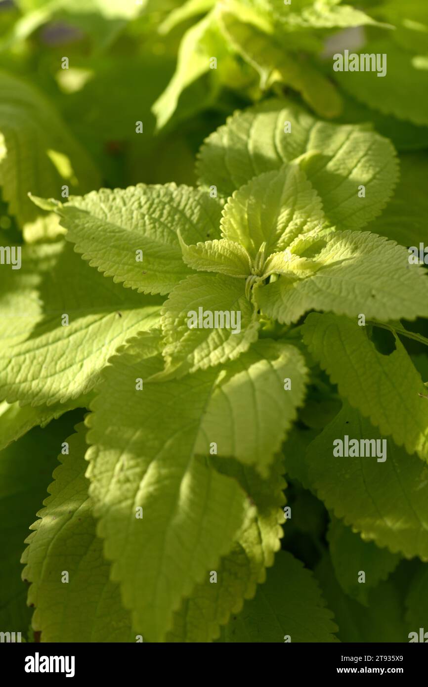 solenostemon lemon ,coleus lemon, Coleus scutellarioides lemon,leaves ...