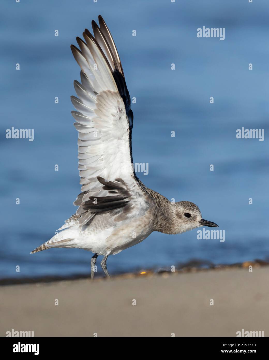 Grey Plover (Pluvialis squatarola), side view of an adult stretching ...