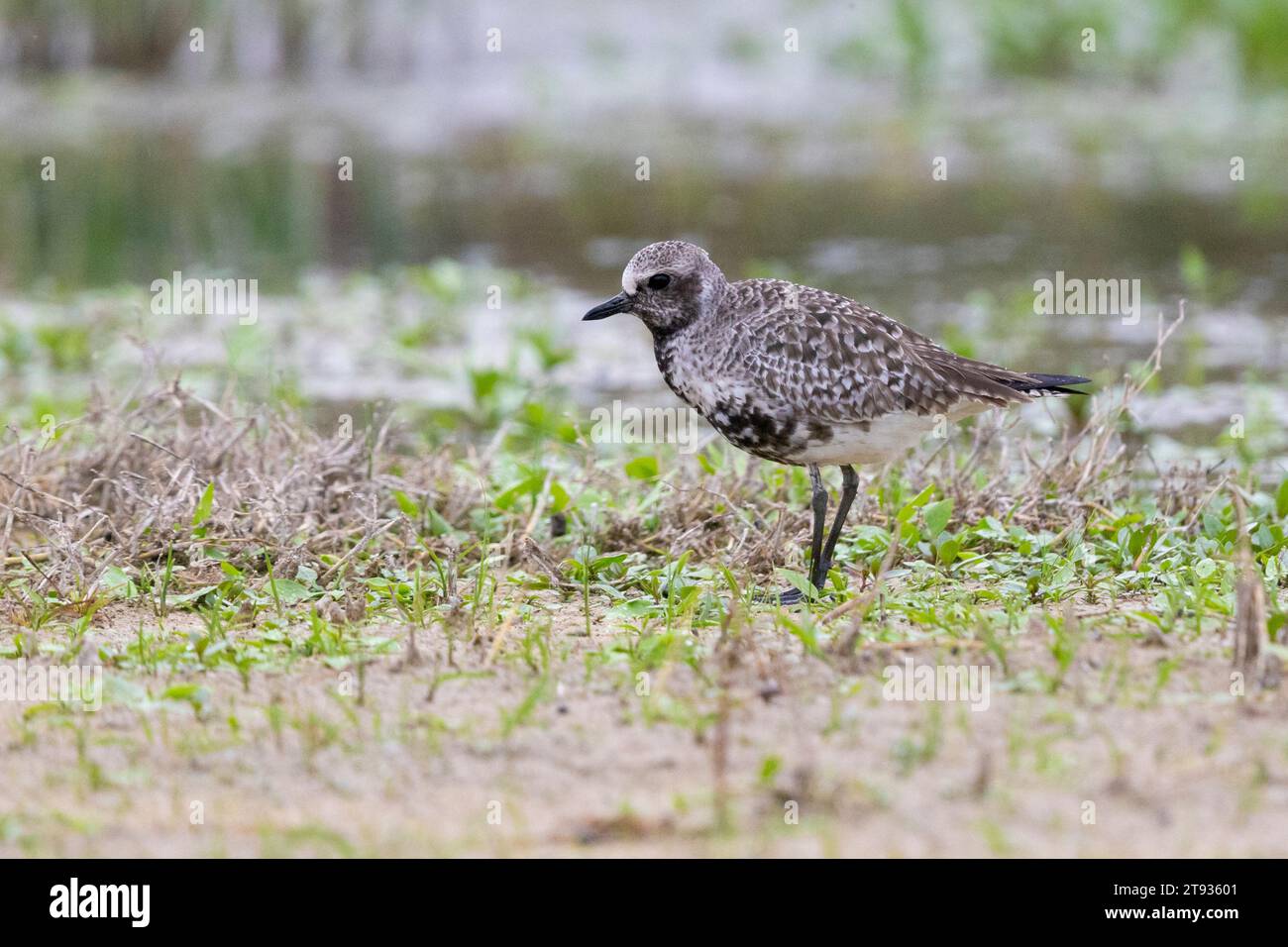 Grey Plover (Pluvialis squatarola), side view of an adult female ...