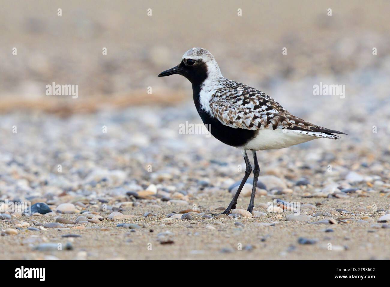 Grey Plover (Pluvialis squatarola), side view of an adult male standing ...