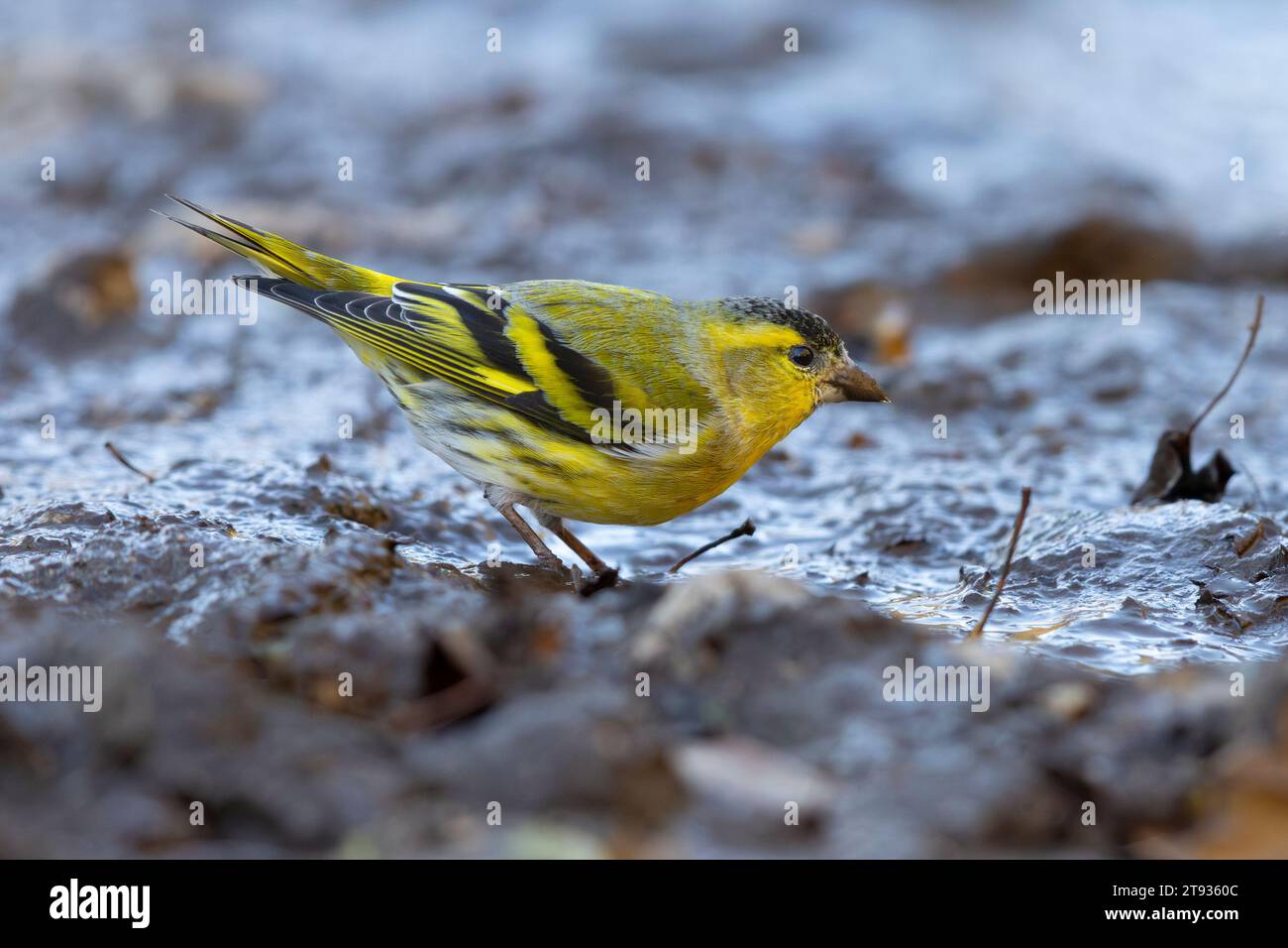 Eurasian Siskin (Spinus spinus), side view of a male standing on the ...