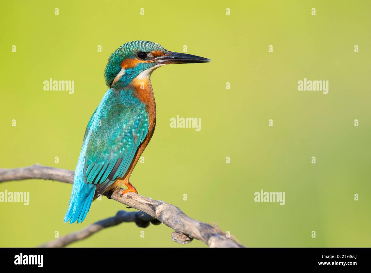 Common Kingfisher (Alcedo atthis), side view of an adult male perched ...
