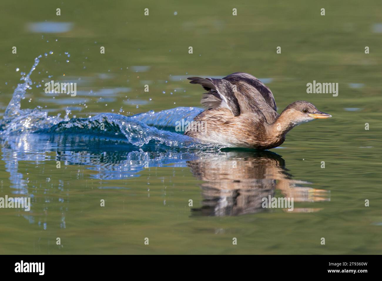 Little Grebe (Tachybaptus ruficollis), side view of an individual in ...