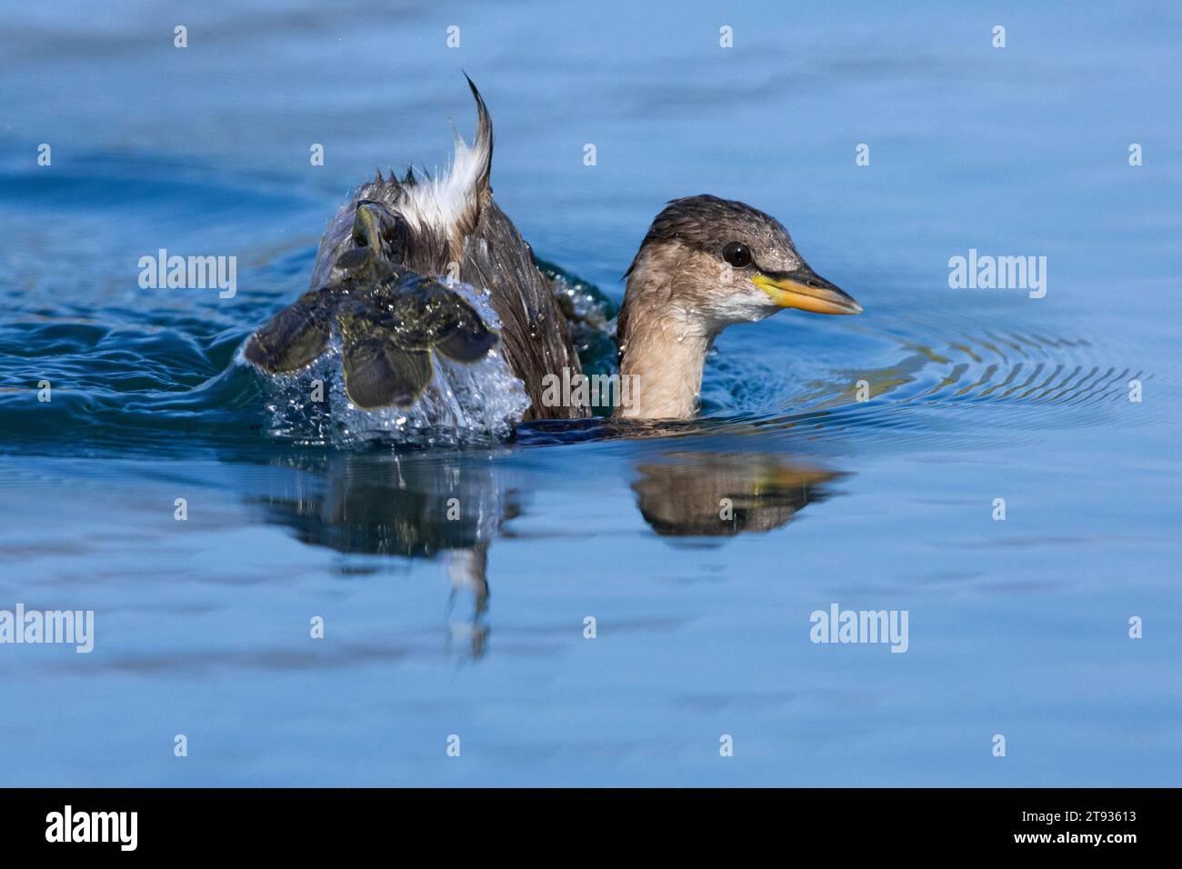 Little Grebe (Tachybaptus ruficollis), side view of an individual in ...