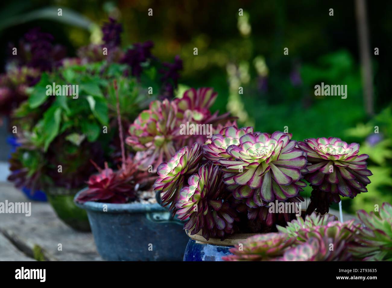 Medusa aeonium hi-res stock photography and images - Alamy